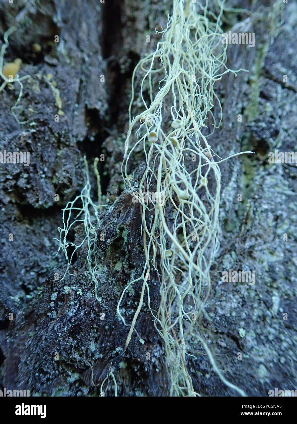 Witch's Hair (Alectoria sarmentosa) Fungi Stock Photo - Alamy