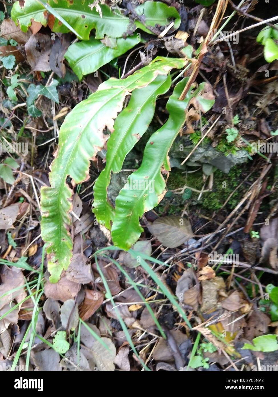 Hart's-tongue fern (Asplenium scolopendrium) Plantae Stock Photo - Alamy