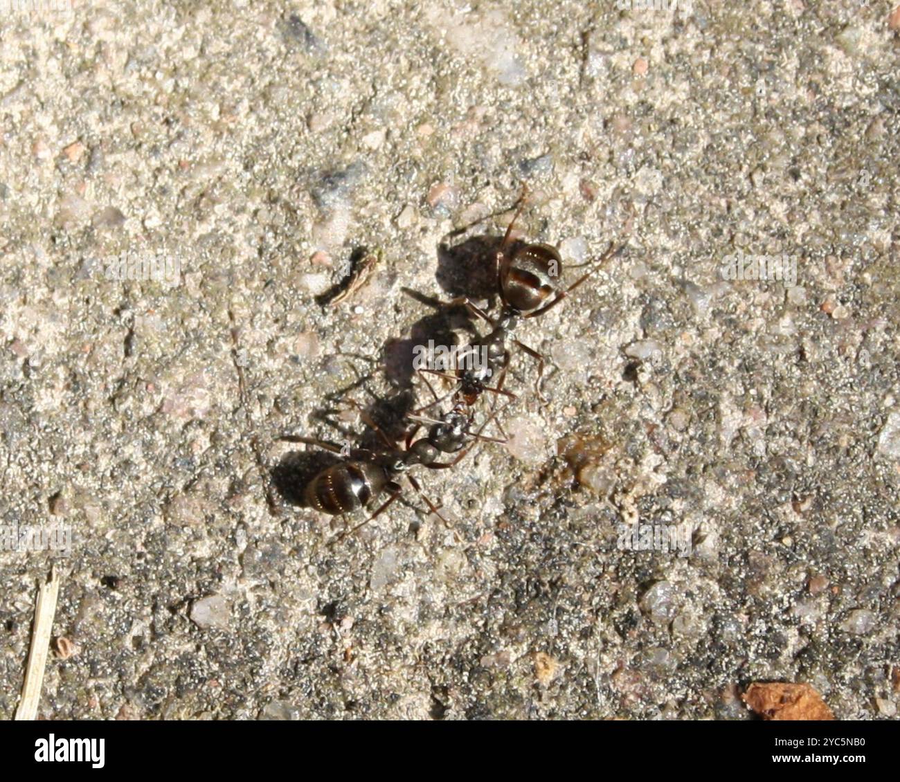 fusca-group Field Ants and Allies (Formica fusca) Insecta Stock Photo ...