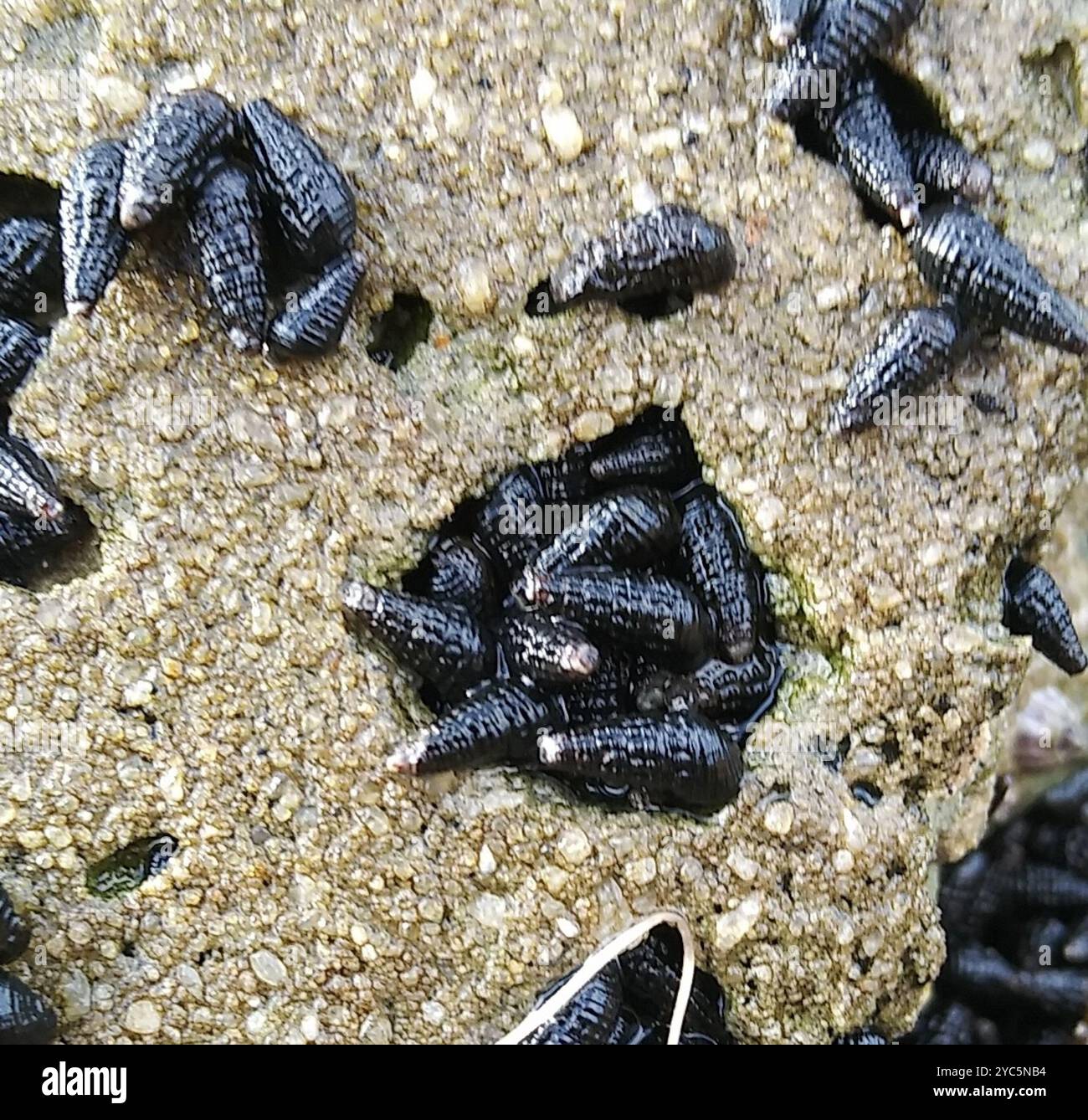 West Indian False Cerith (Lampanella minima) Mollusca Stock Photo - Alamy