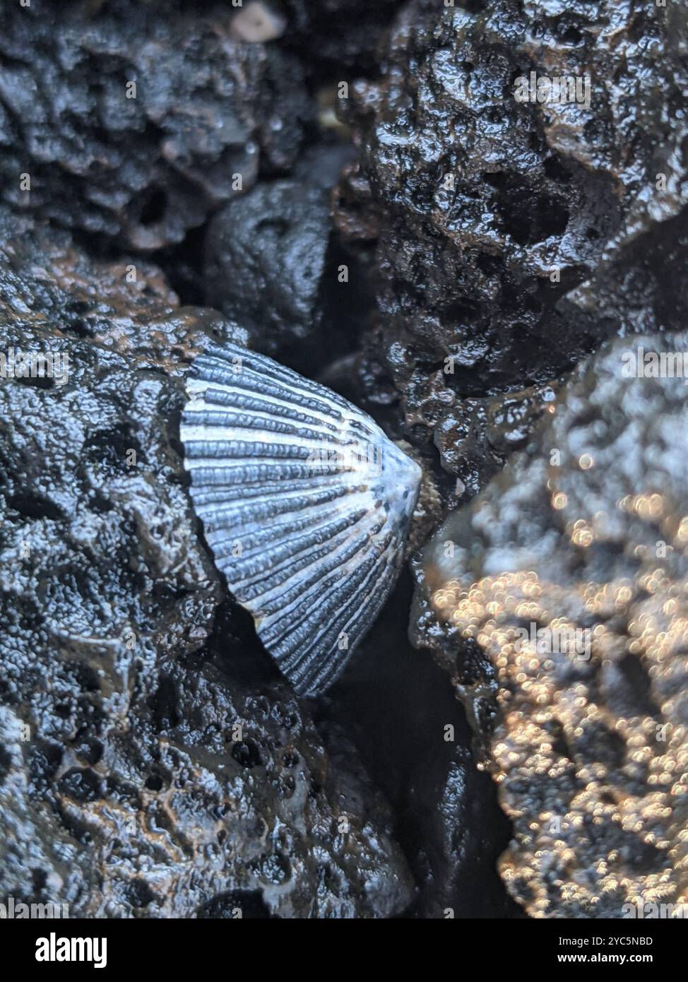 Yellow-foot 'Opihi (Cellana sandwicensis) Mollusca Stock Photo - Alamy