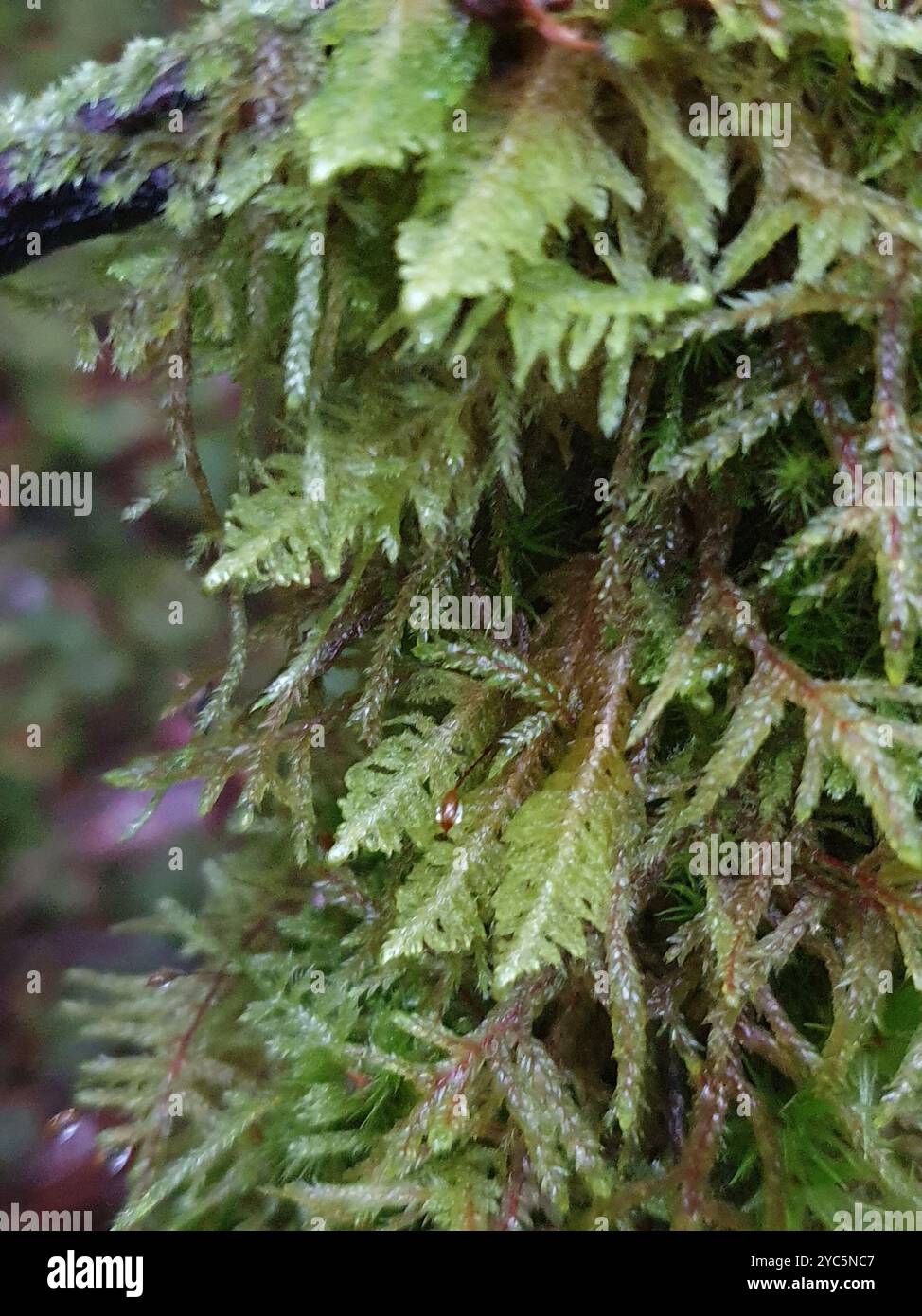 Ostrich-plume Moss (Ptilium crista-castrensis) Plantae Stock Photo - Alamy