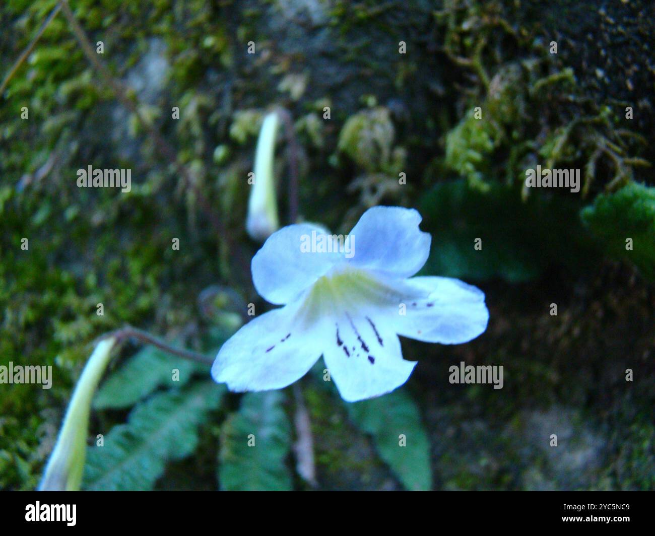 African Primrose (Streptocarpus) Plantae Stock Photo - Alamy