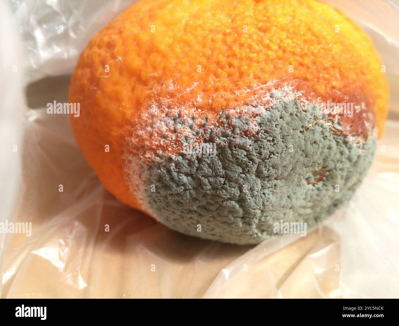 Penicillium digitatum hi-res stock photography and images - Alamy