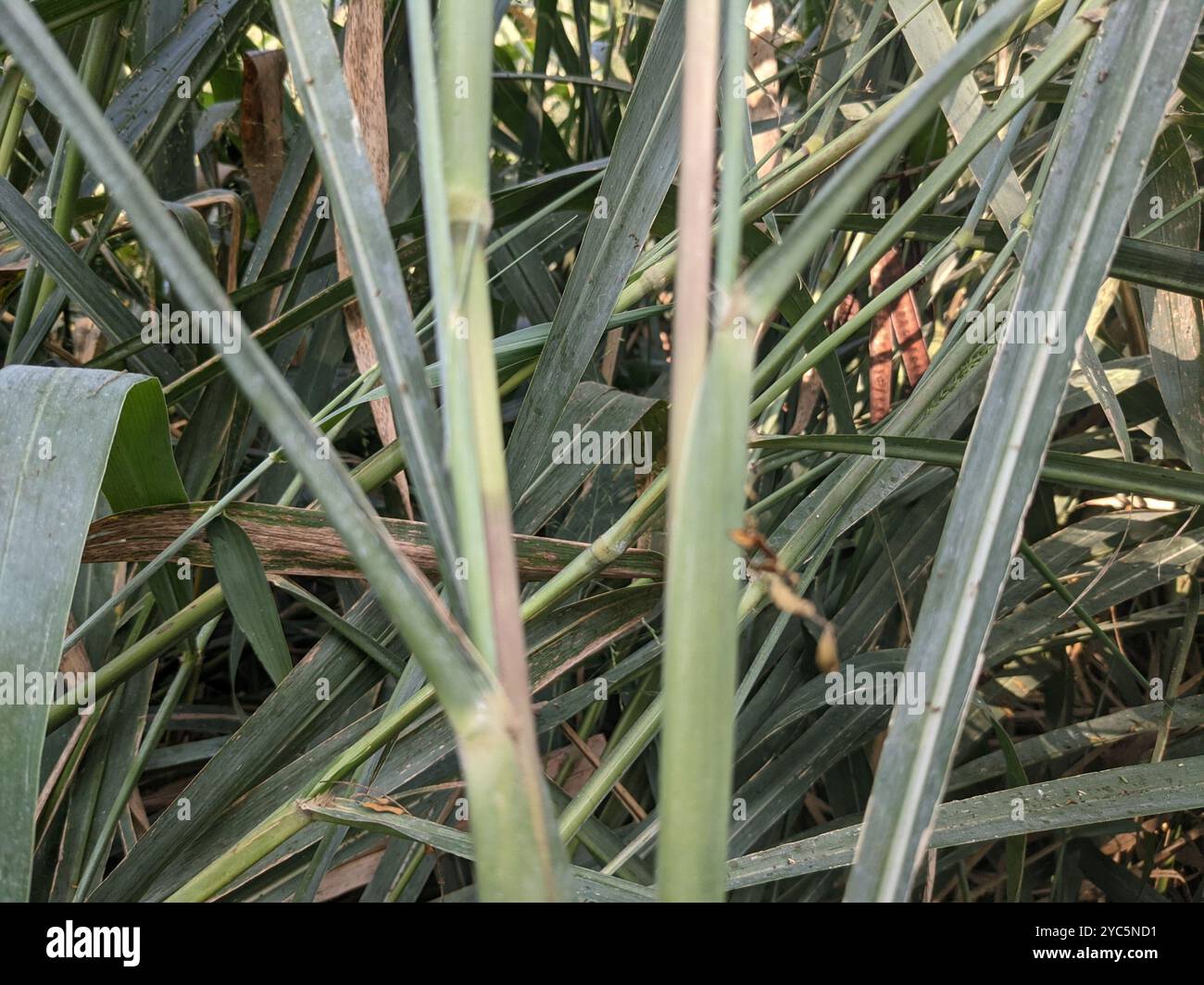 guinea grass (Megathyrsus maximus) Plantae Stock Photo - Alamy
