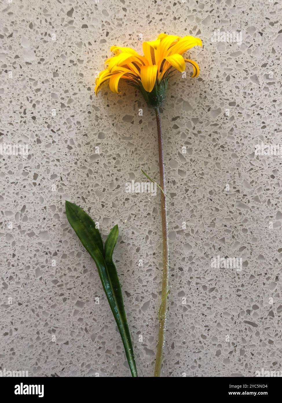 Trailing Treasureflower (Gazania rigens) Plantae Stock Photo - Alamy