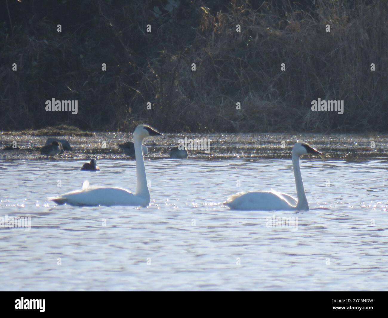 Trumpeter Swan (Cygnus buccinator) Aves Stock Photo - Alamy