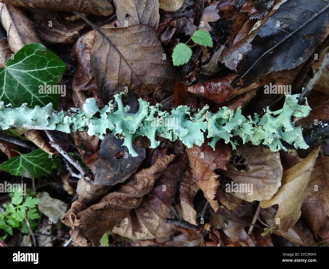 Ruffle Lichens (Parmotrema) Fungi Stock Photo - Alamy
