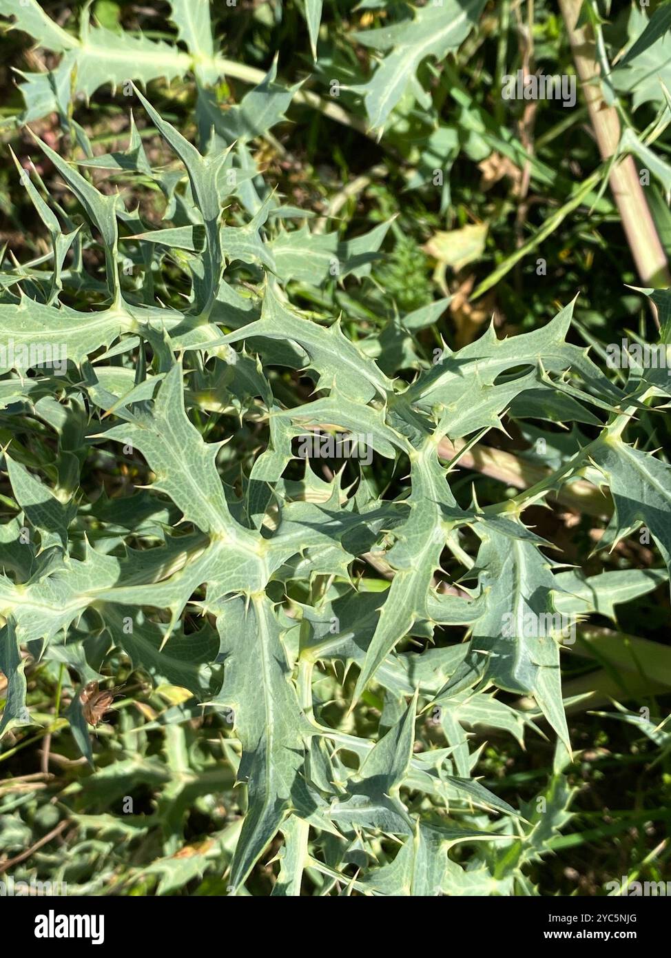 Field Eryngo (Eryngium campestre) Plantae Stock Photo - Alamy