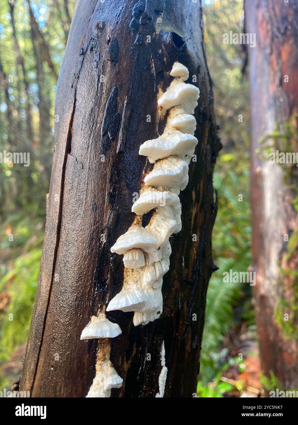 Milk-white Toothed Polypore (Irpex lacteus) Fungi Stock Photo - Alamy