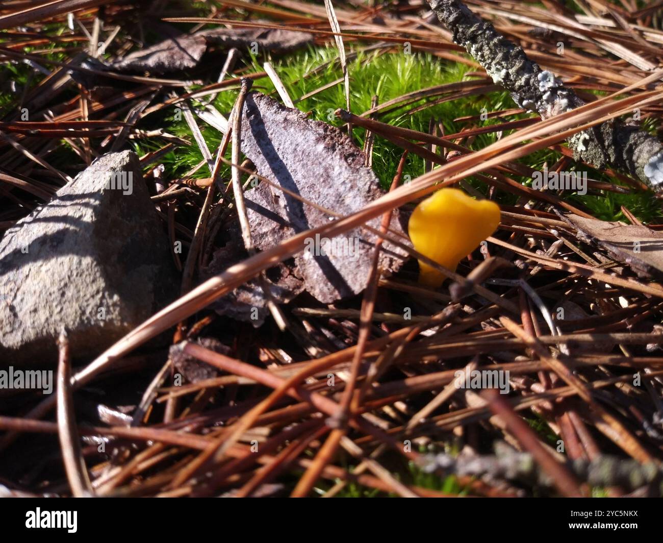 Fan-shaped Jelly Fungus (Dacrymyces spathularia) Fungi Stock Photo - Alamy