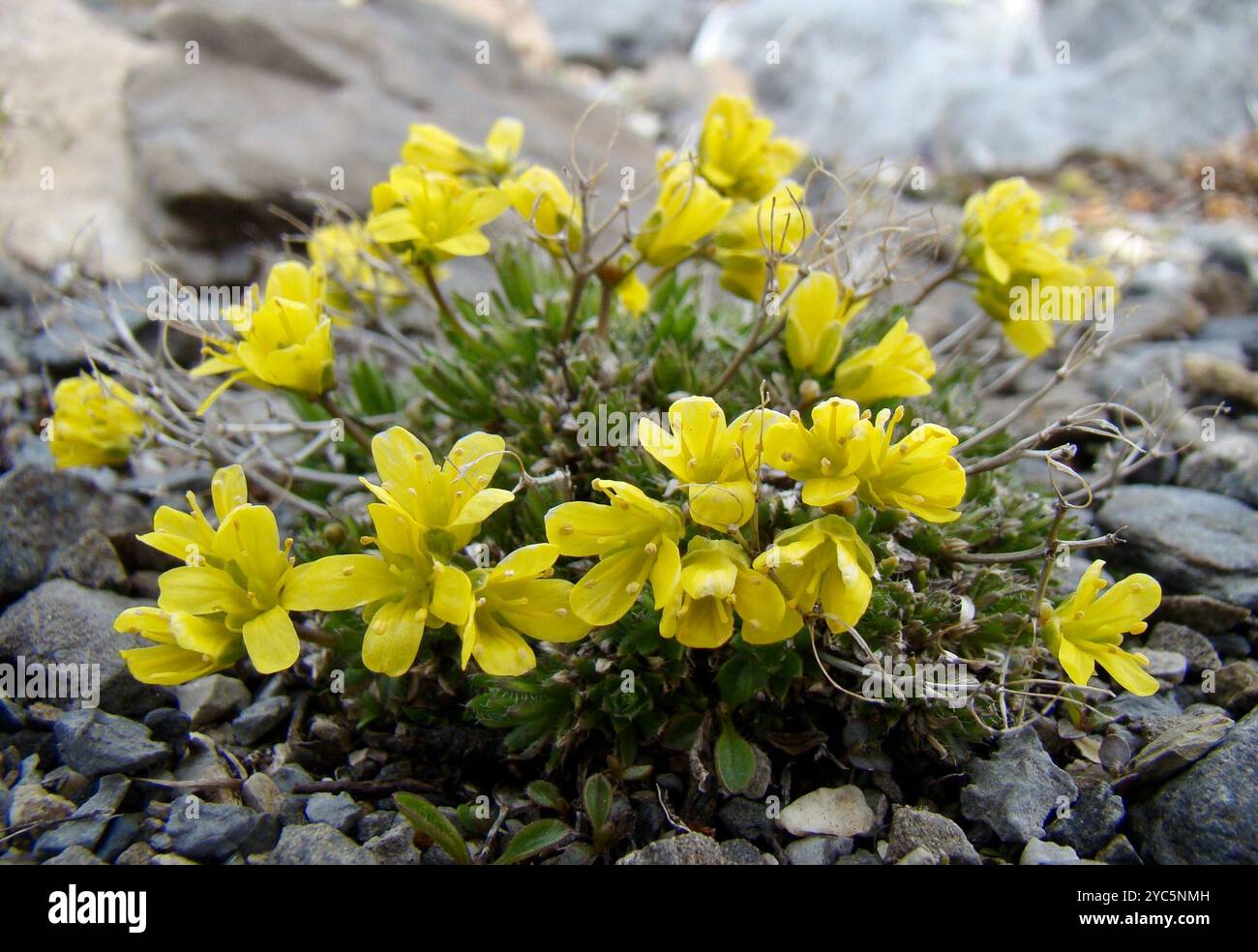 Yellow Whitlow-grass (Draba aizoides) Plantae Stock Photo - Alamy