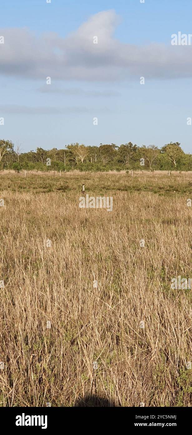 Australian Bustard (Ardeotis australis) Aves Stock Photo - Alamy