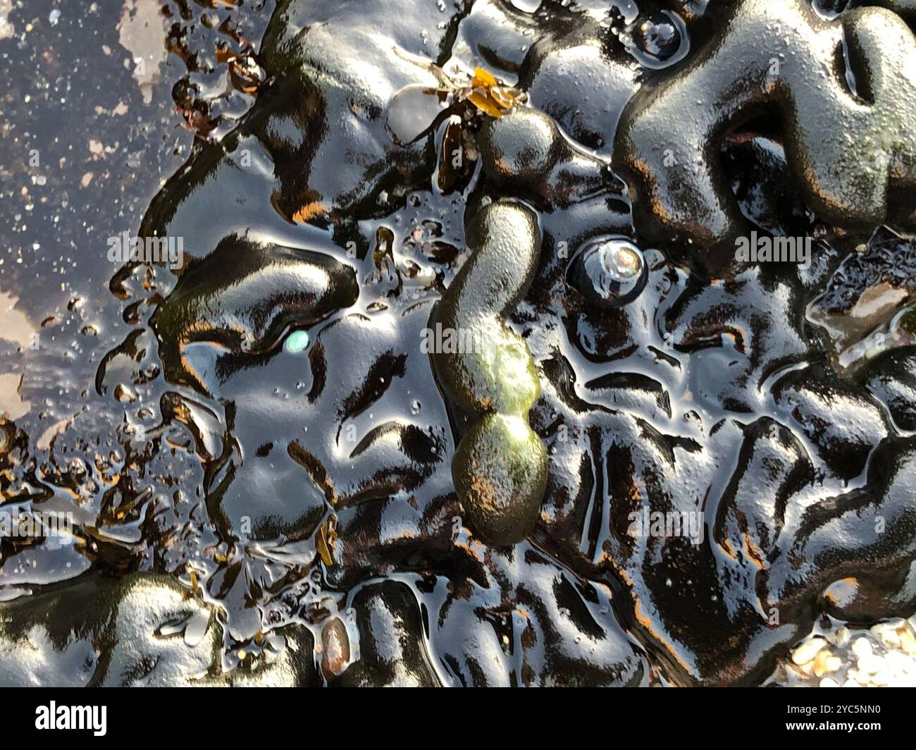 green spongy cushion (Codium setchellii) Plantae Stock Photo - Alamy