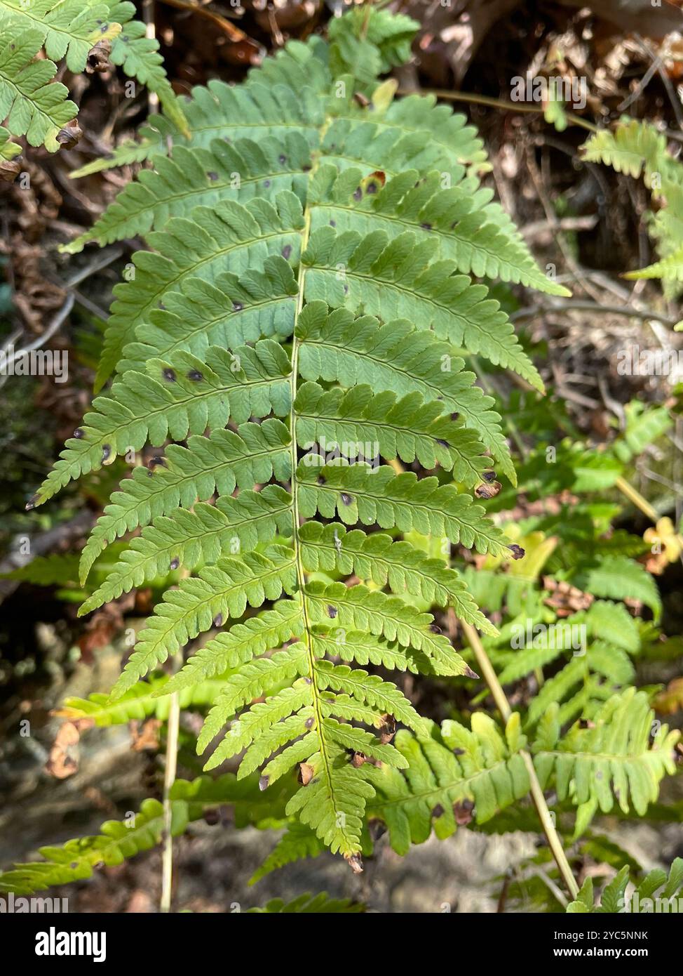 marginal wood fern (Dryopteris marginalis) Plantae Stock Photo - Alamy