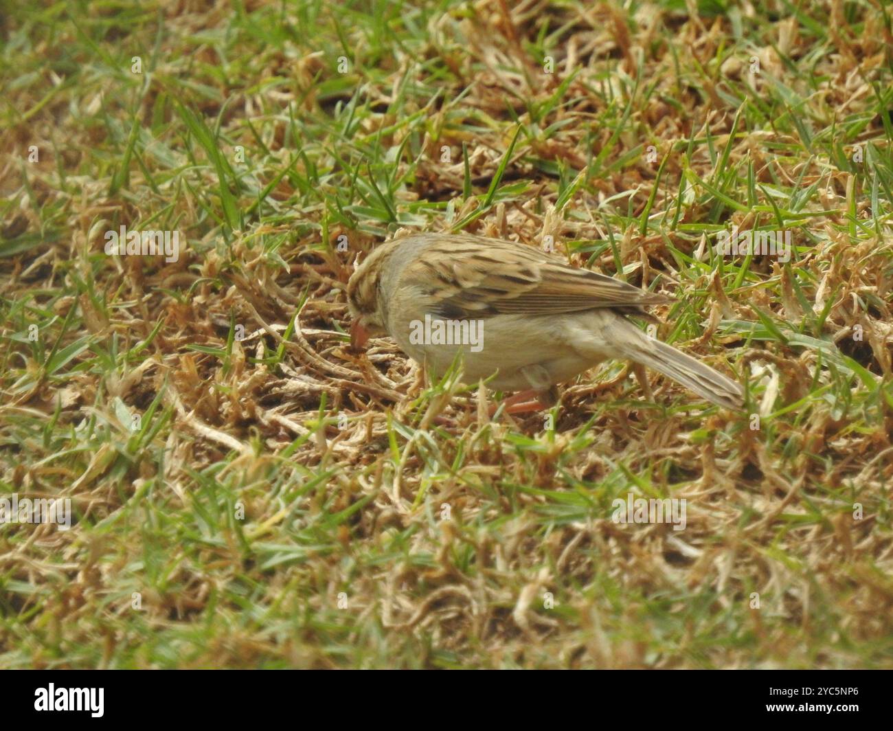 Clay-colored Sparrow (Spizella pallida) Aves Stock Photo - Alamy