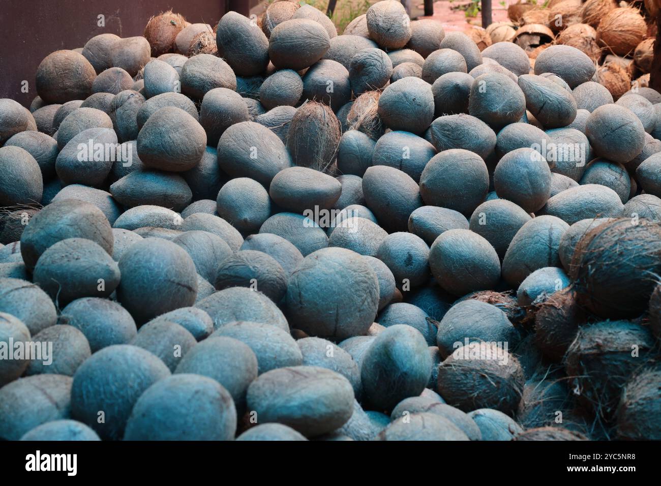 Gift of Coconut tree: Heap of dry coco balls for sailing is a common ...