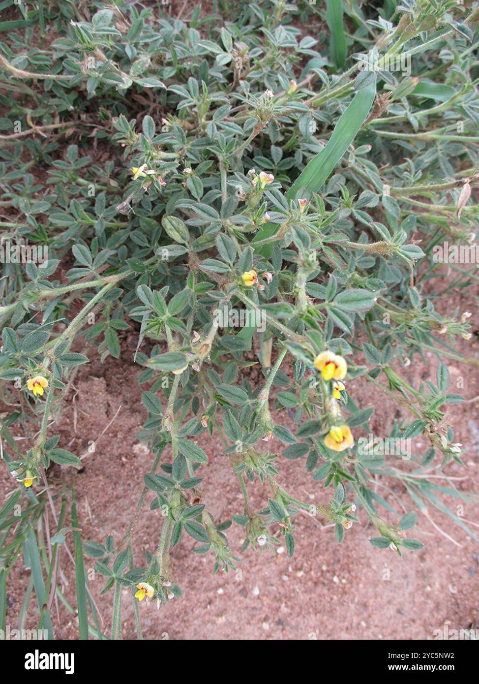 Wild Lucerne (Stylosanthes fruticosa) Plantae Stock Photo - Alamy