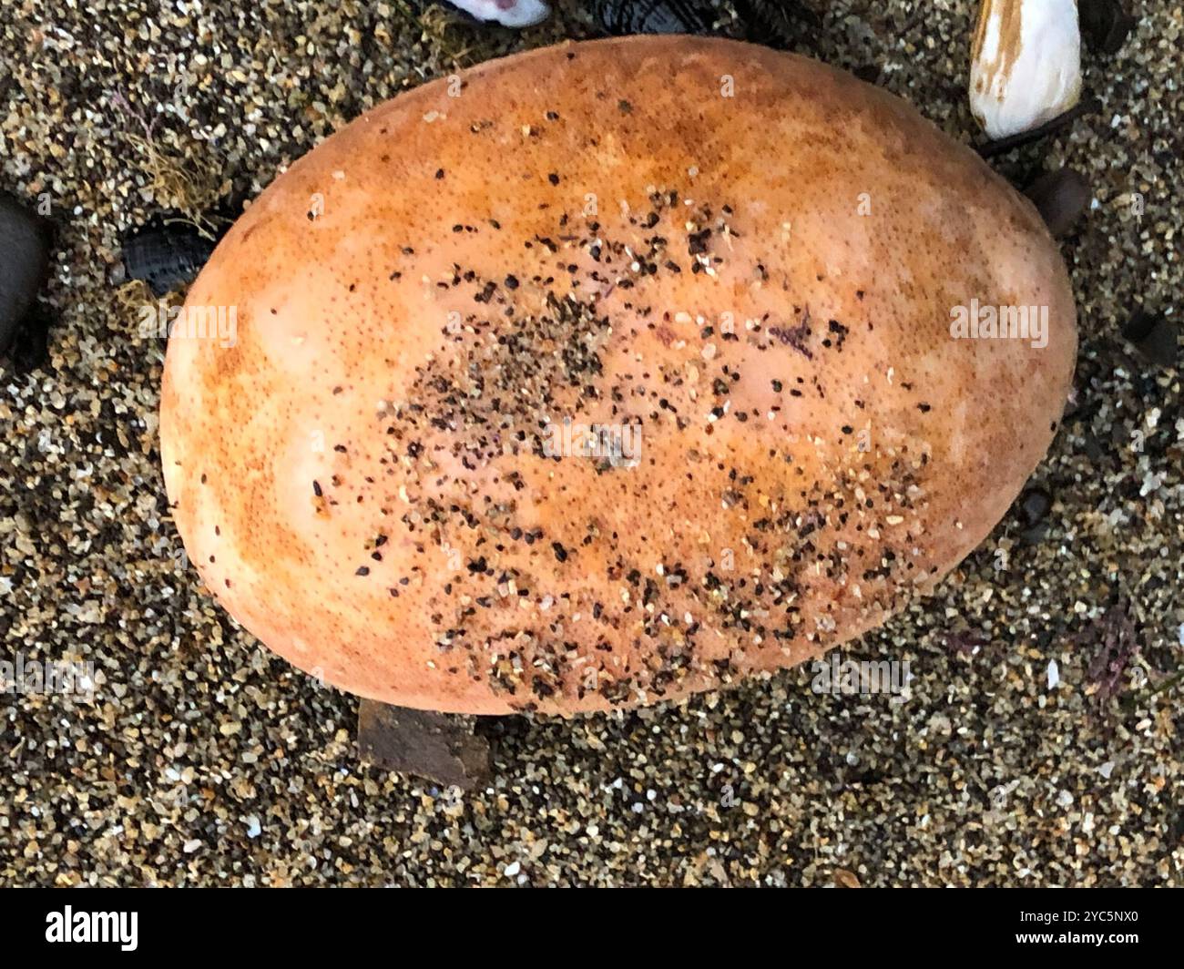 Gumboot Chiton (Cryptochiton stelleri) Mollusca Stock Photo - Alamy