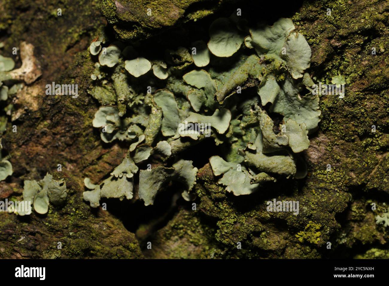 typical shield lichens (Parmelioideae) Fungi Stock Photo - Alamy