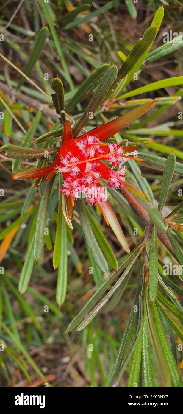 Mountain Devil (Lambertia formosa) Plantae Stock Photo - Alamy