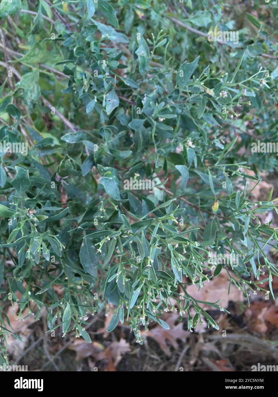 groundsel tree (Baccharis halimifolia) Plantae Stock Photo - Alamy