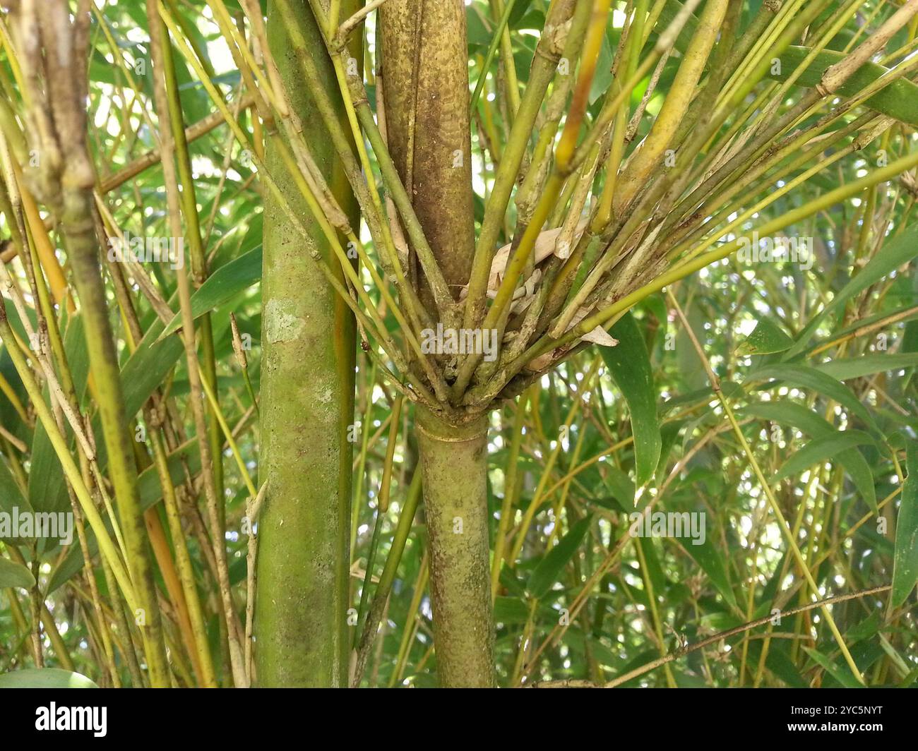 hedge bamboo (Bambusa multiplex) Plantae Stock Photo - Alamy