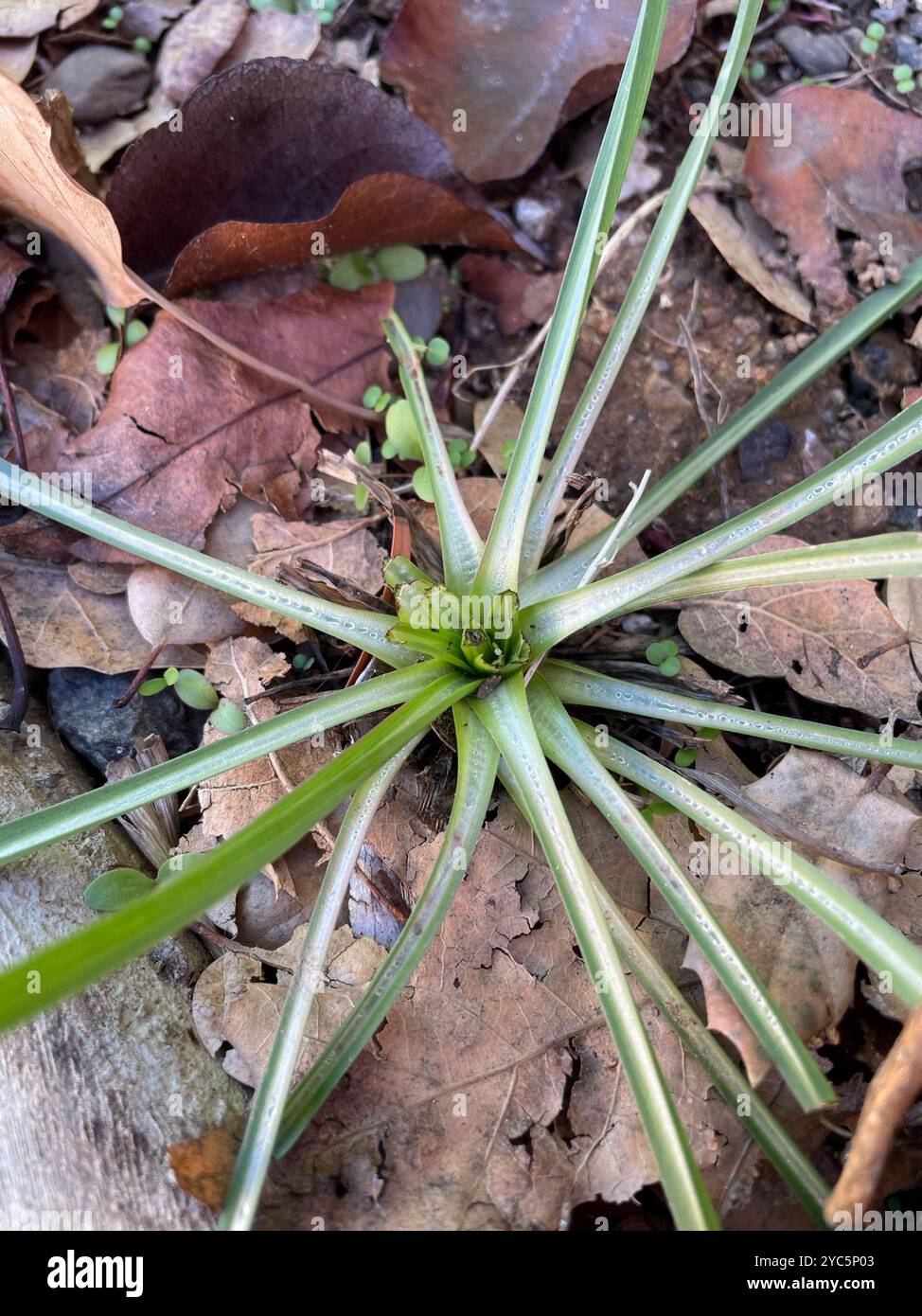 Salsifies (Tragopogon) Plantae Stock Photo - Alamy