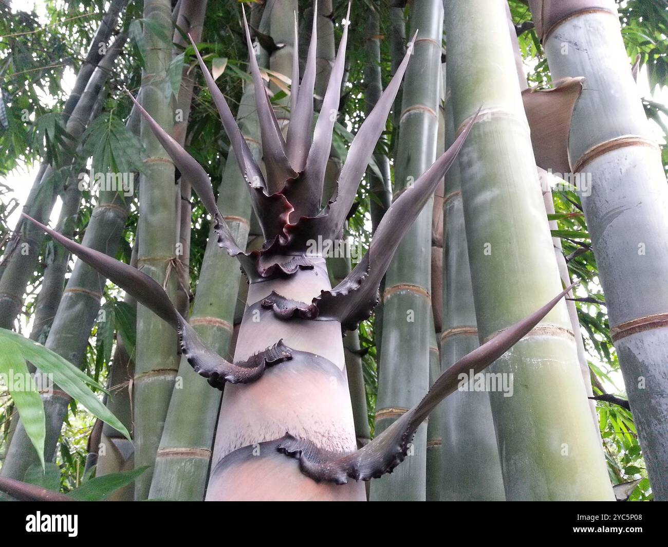 Giant Bamboo (Dendrocalamus giganteus) Plantae Stock Photo - Alamy
