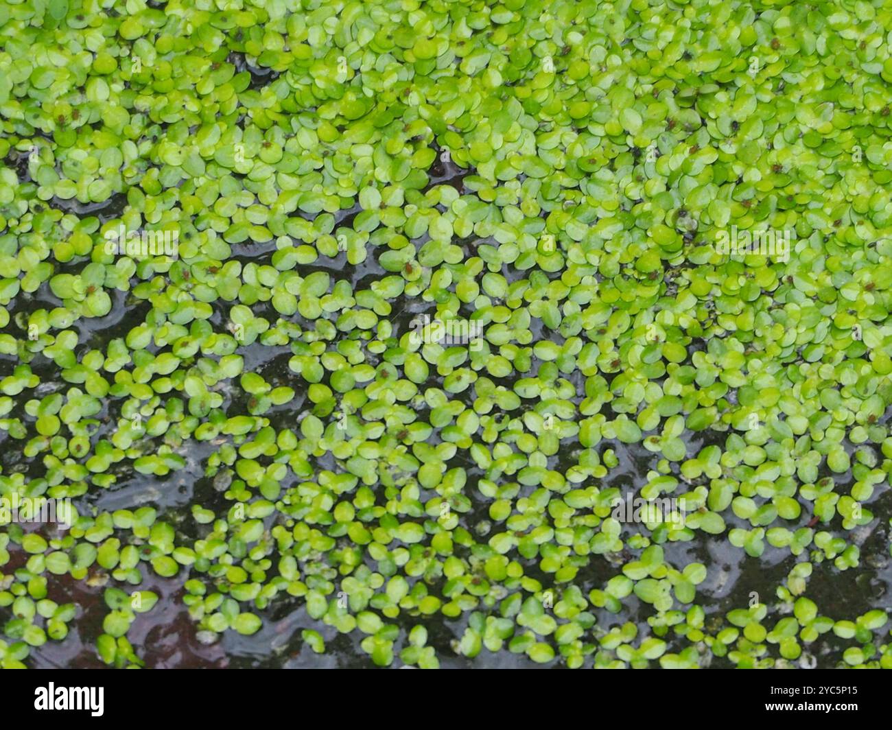 lesser duckweed (Lemna aequinoctialis) Plantae Stock Photo - Alamy