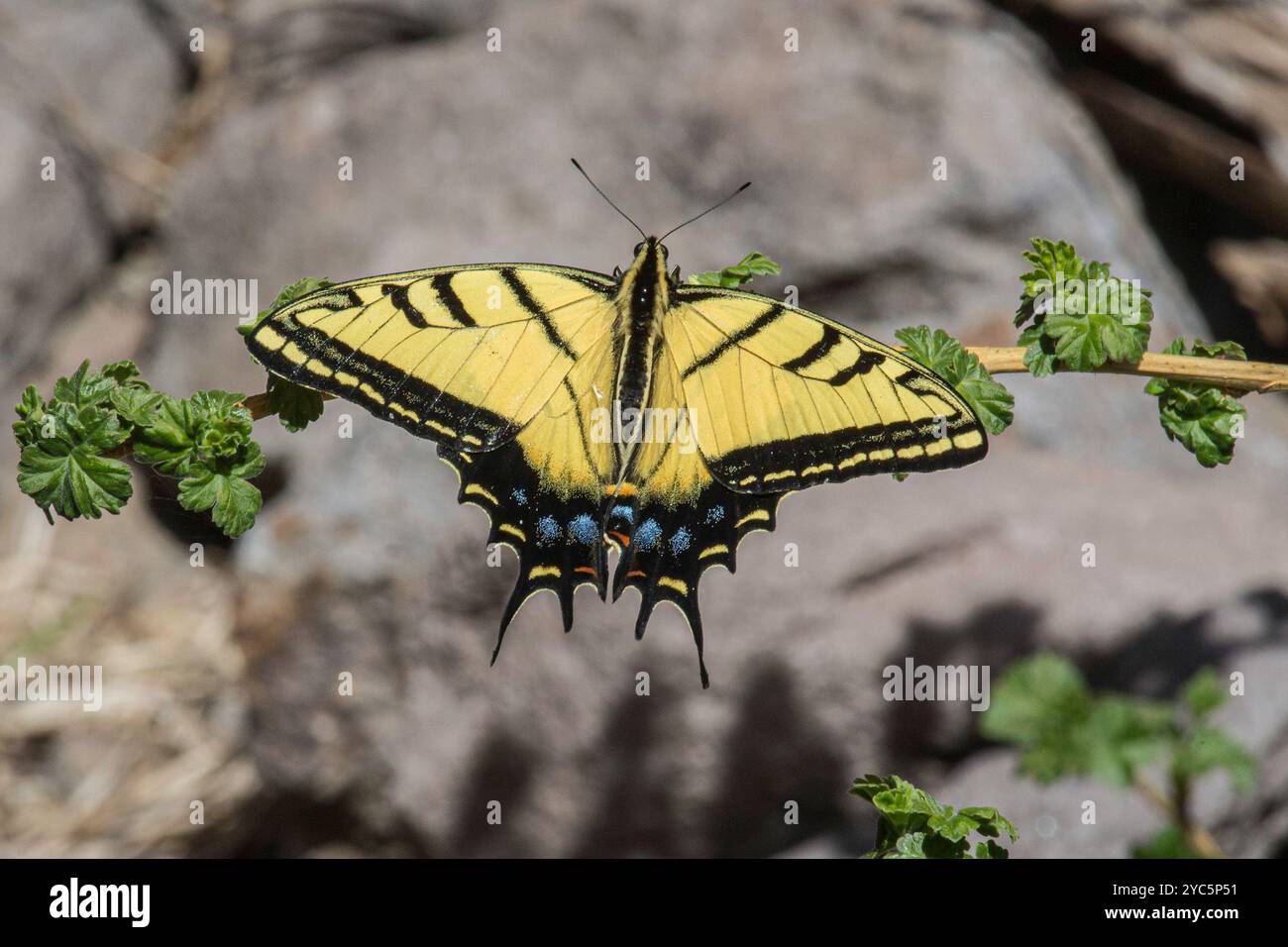 (Papilio multicaudata multicaudata) Insecta Stock Photo - Alamy