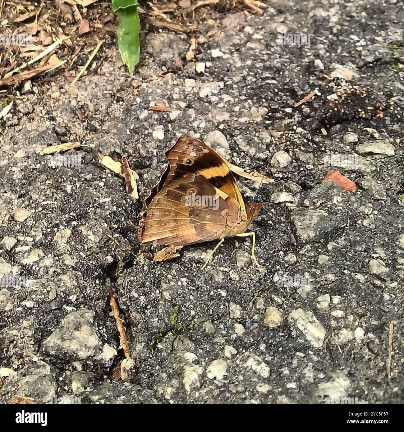 Epiphile hi-res stock photography and images - Alamy