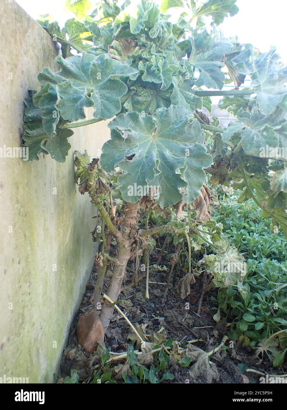 Tree Mallow (Malva arborea) Plantae Stock Photo - Alamy