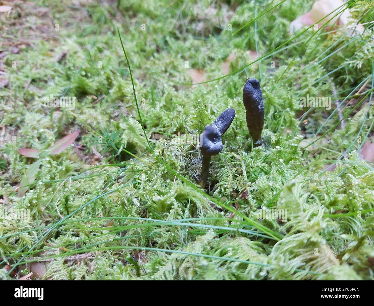 Snaketongue Truffleclub (Tolypocladium ophioglossoides) Fungi Stock ...