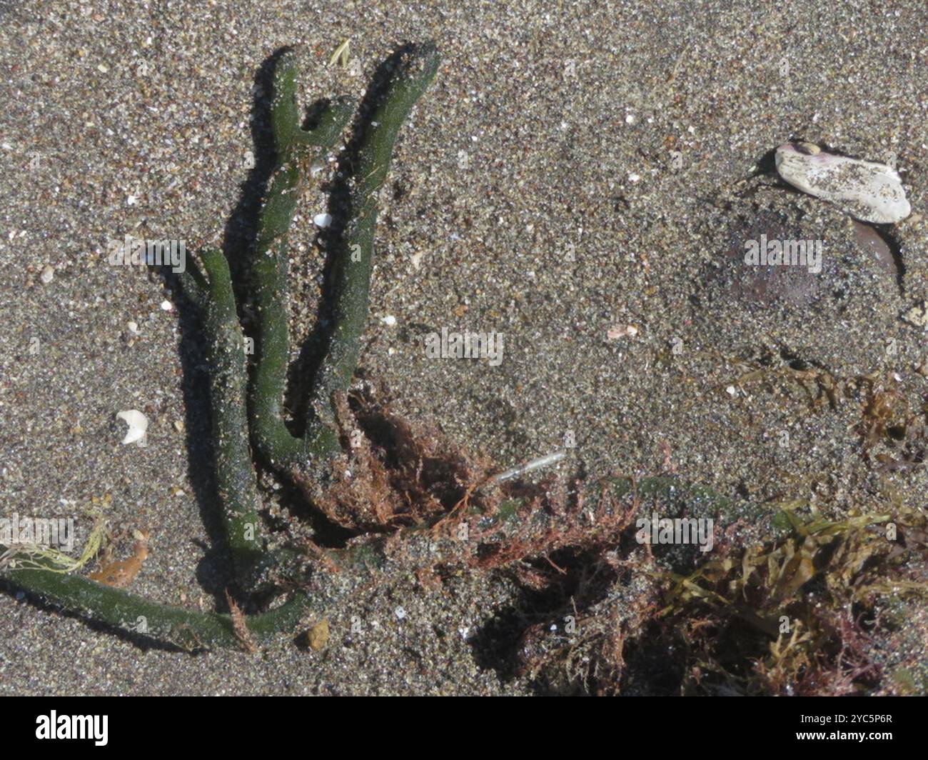 Codiums (Codium) Plantae Stock Photo - Alamy
