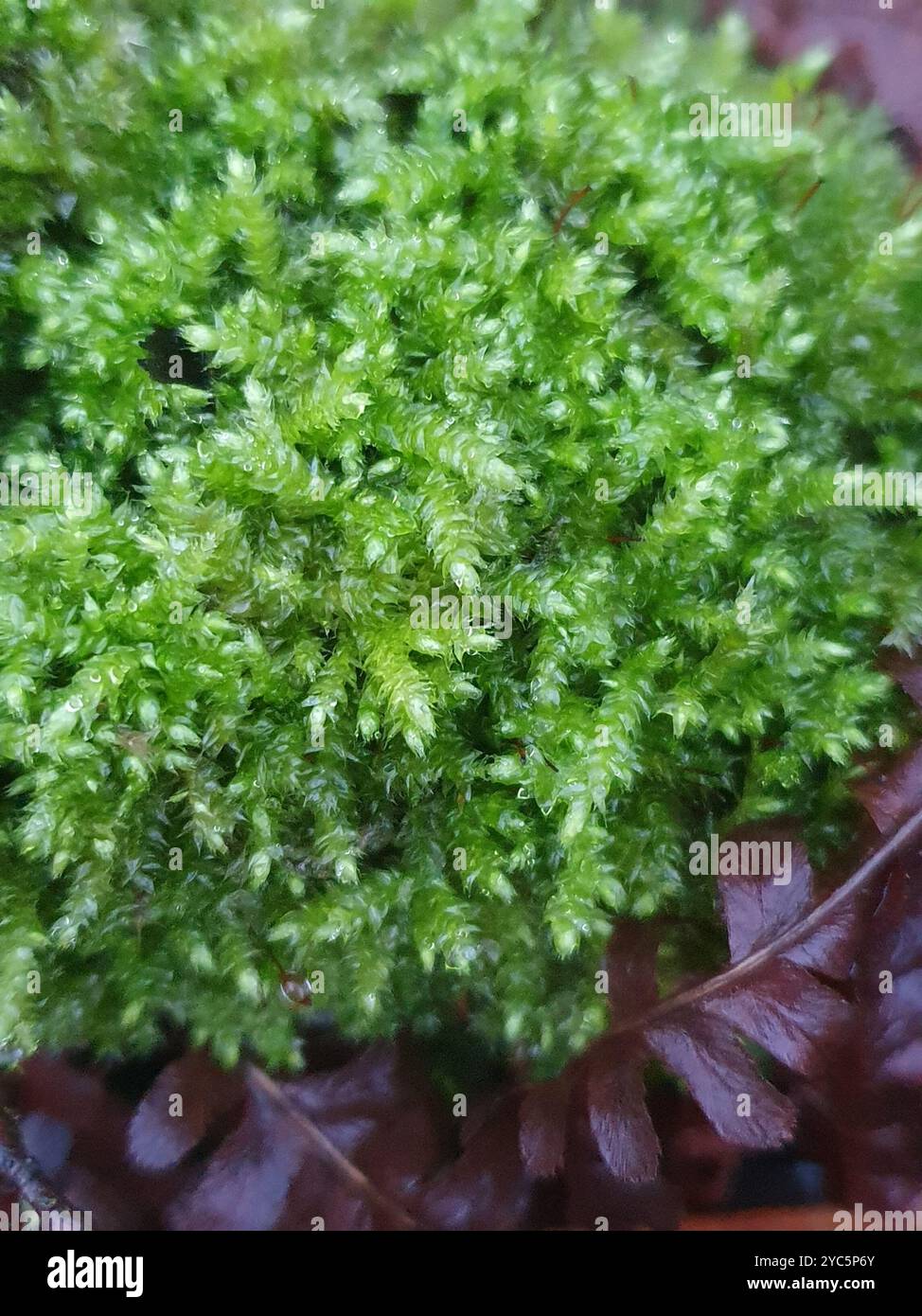Rough-stalked Feather-moss (Brachythecium rutabulum) Plantae Stock ...