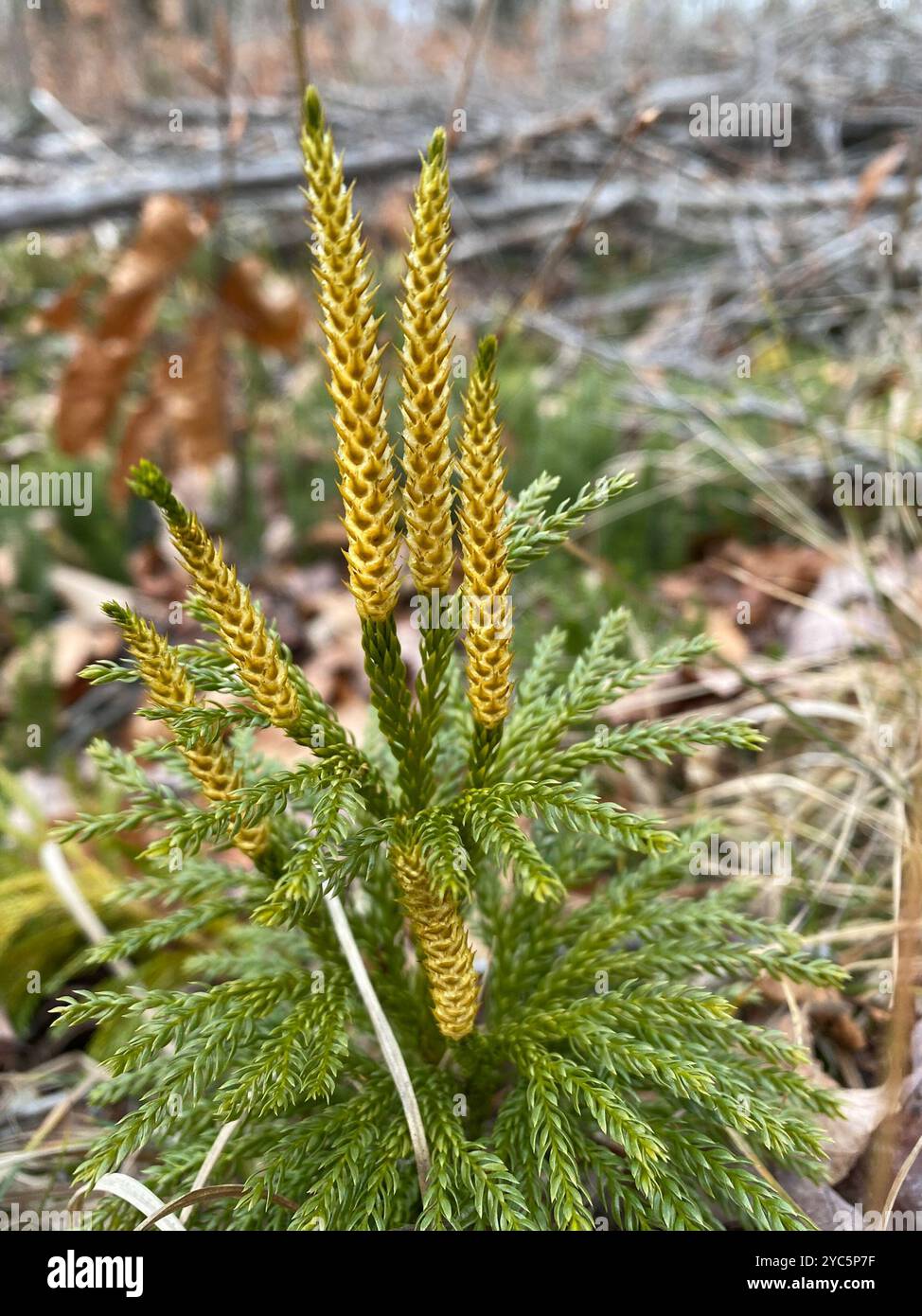 Hickey's tree-clubmoss (Dendrolycopodium hickeyi) Plantae Stock Photo ...