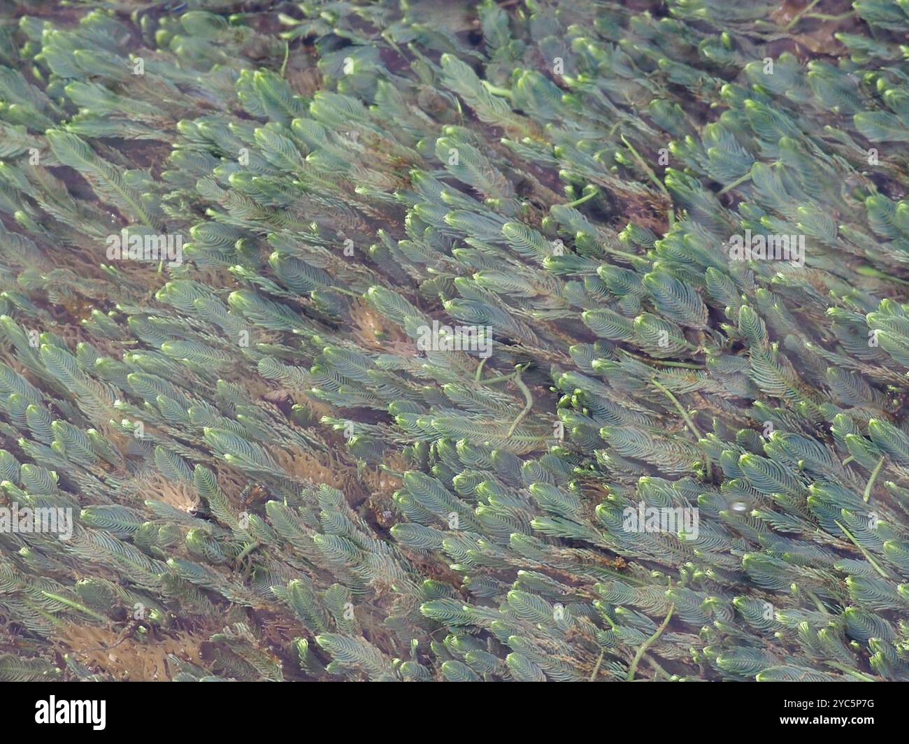 Green Feather Alga (Caulerpa sertularioides) Plantae Stock Photo - Alamy