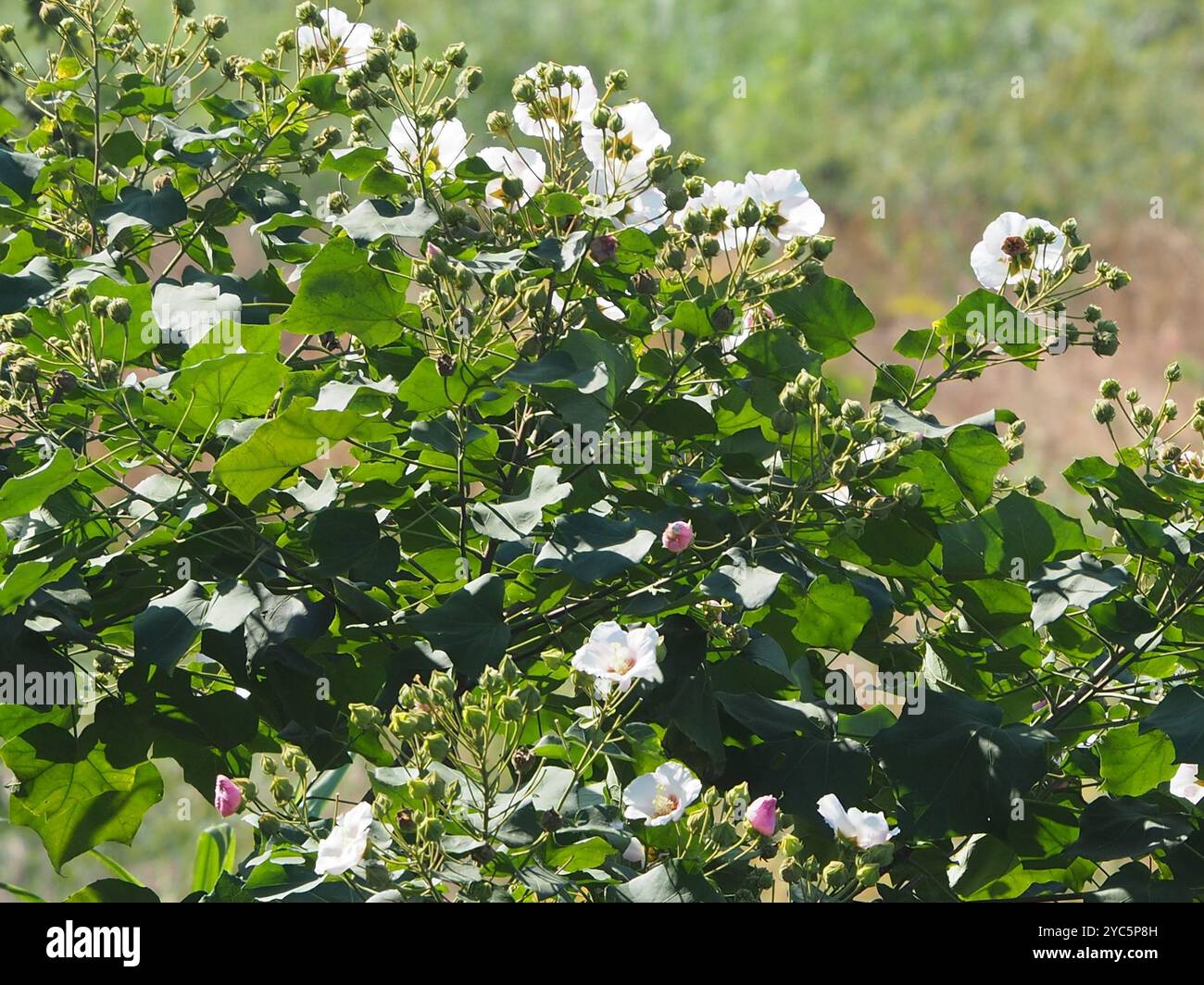 Taiwan cotton rose (Hibiscus taiwanensis) Plantae Stock Photo - Alamy