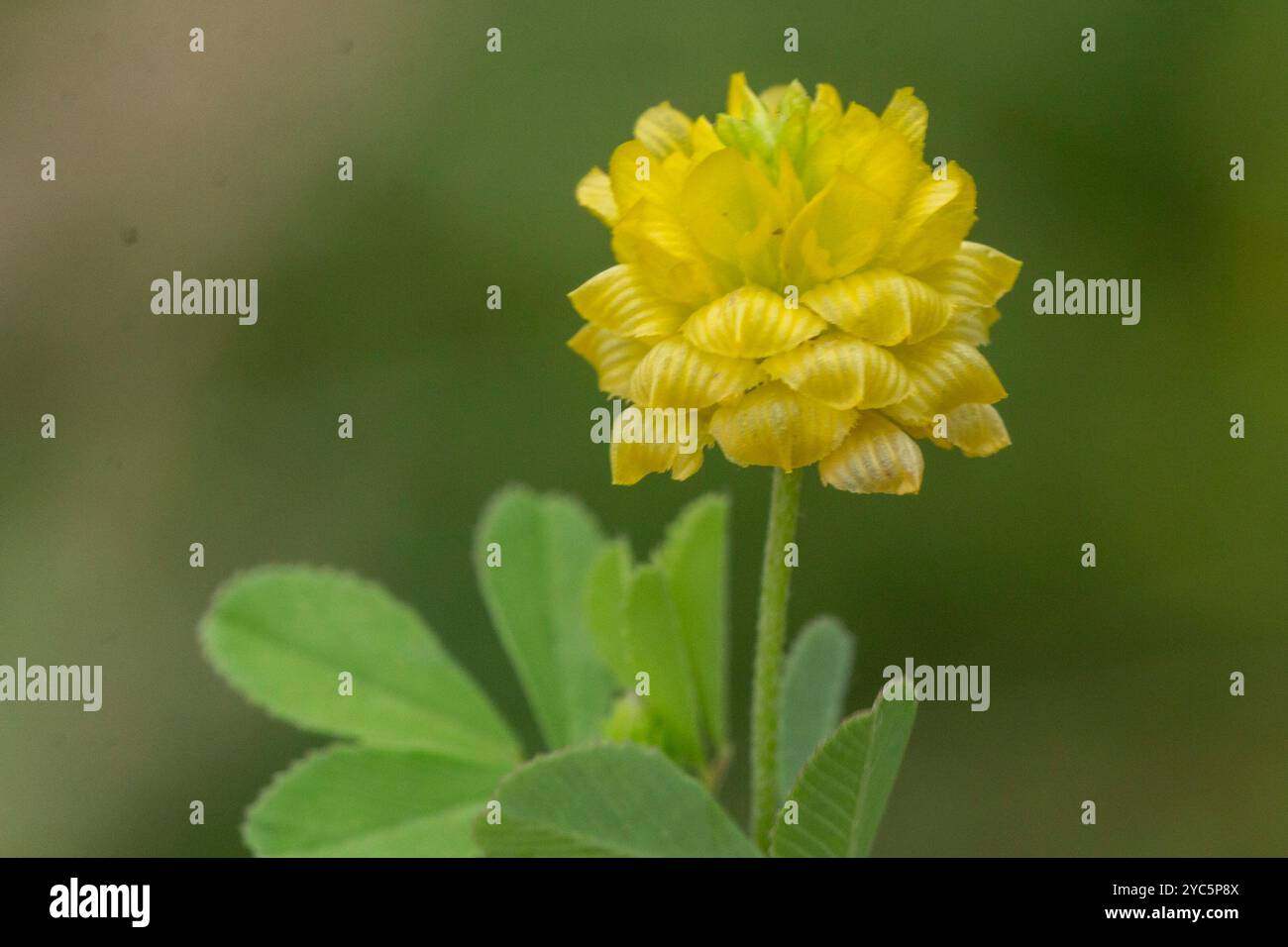 hop trefoil (Trifolium campestre) Plantae Stock Photo - Alamy
