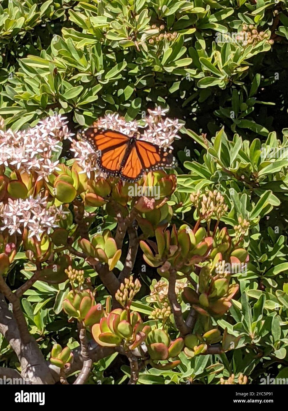 Monarch (Danaus plexippus) Insecta Stock Photo - Alamy