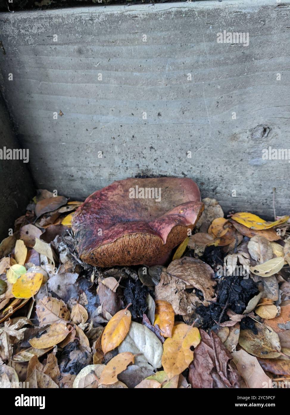Liver Bolete (Suillellus amygdalinus) Fungi Stock Photo - Alamy
