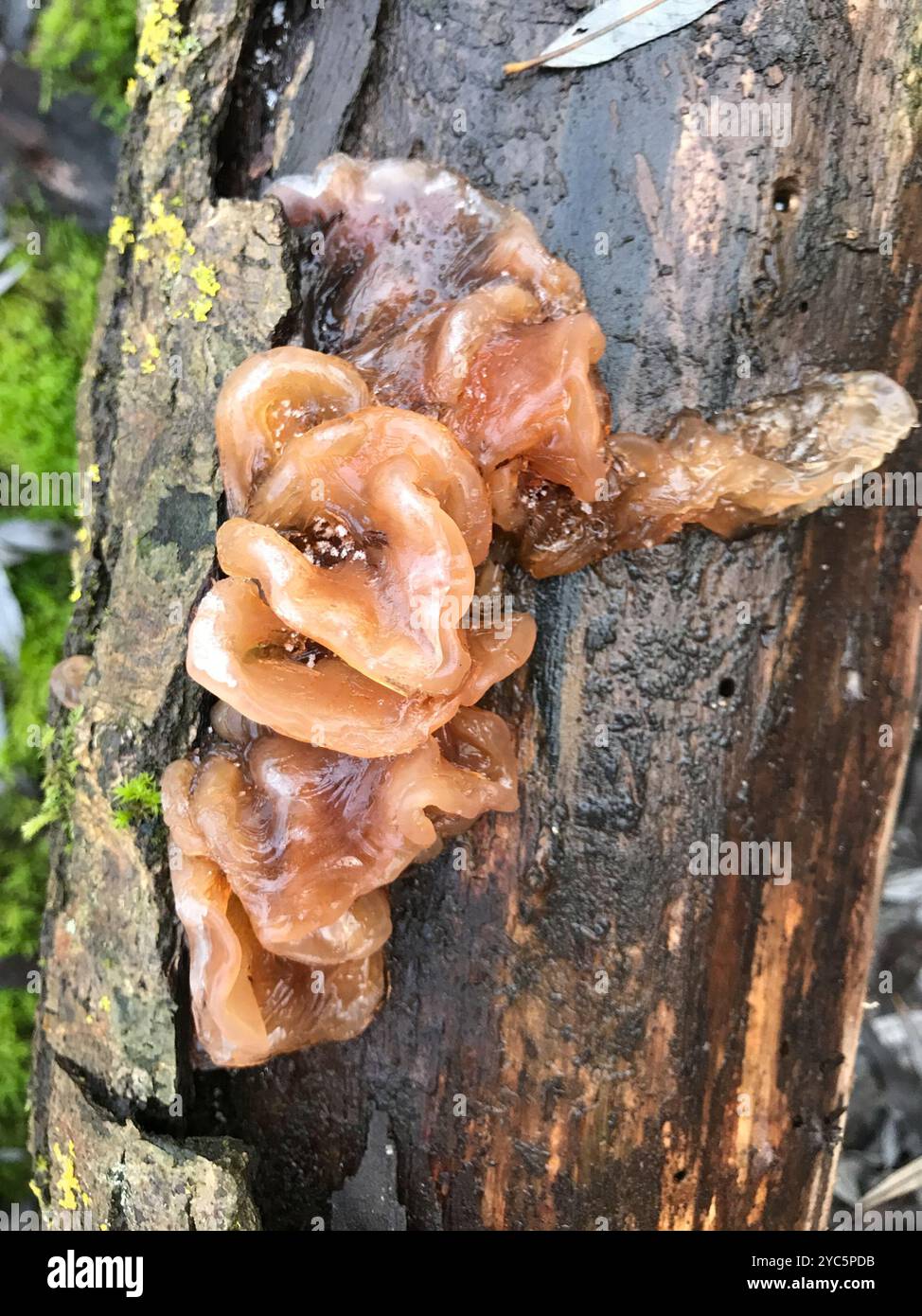 Leafy Brain (Phaeotremella foliacea) Fungi Stock Photo - Alamy