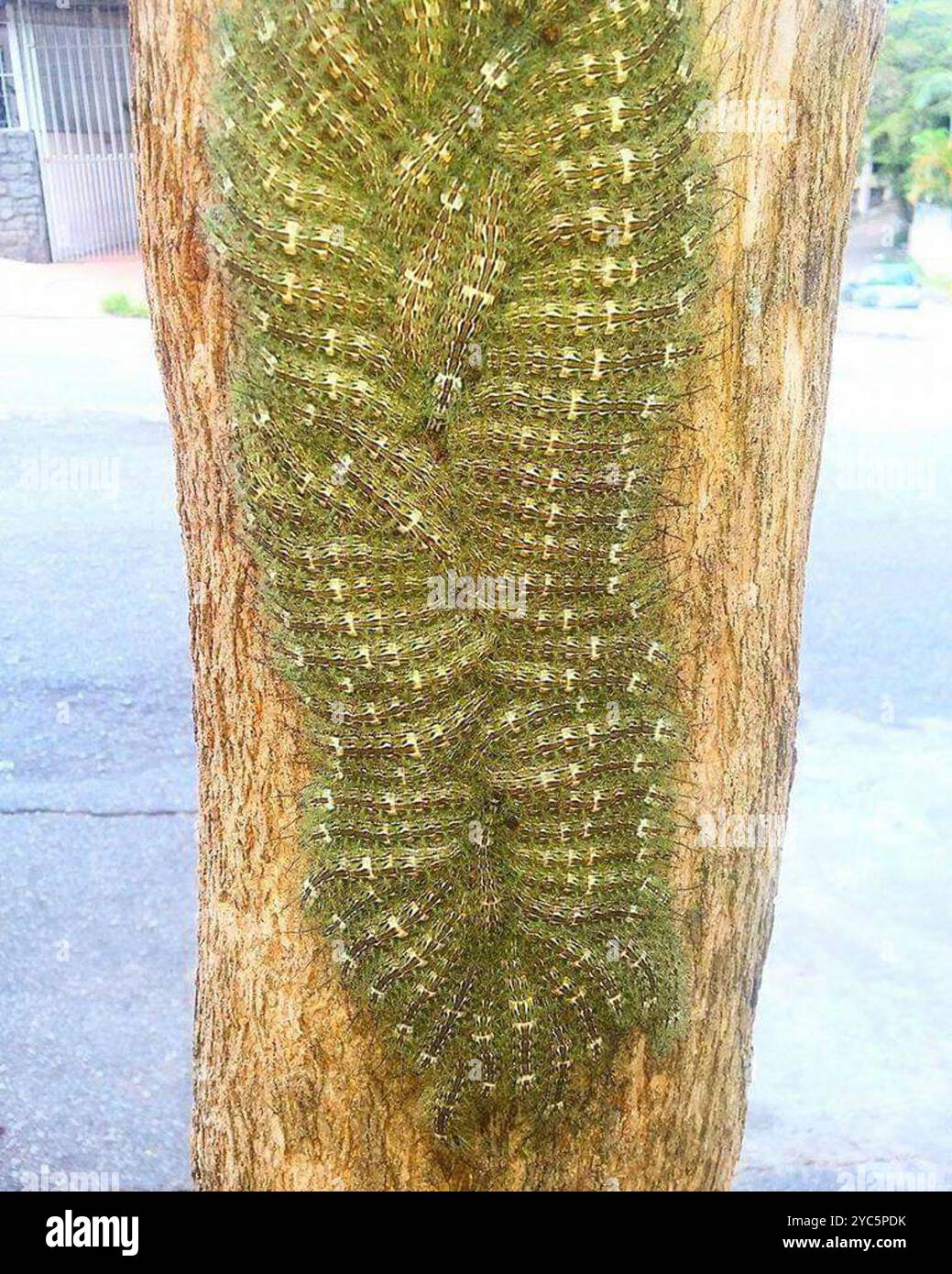 (Lonomia obliqua) Insecta Stock Photo - Alamy