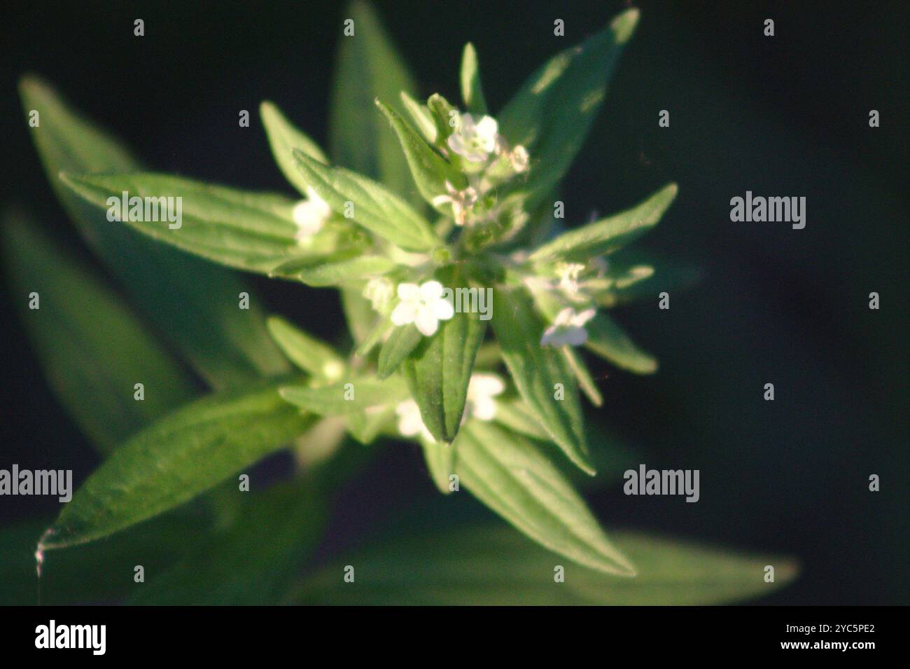 Common Gromwell (Lithospermum officinale) Plantae Stock Photo - Alamy