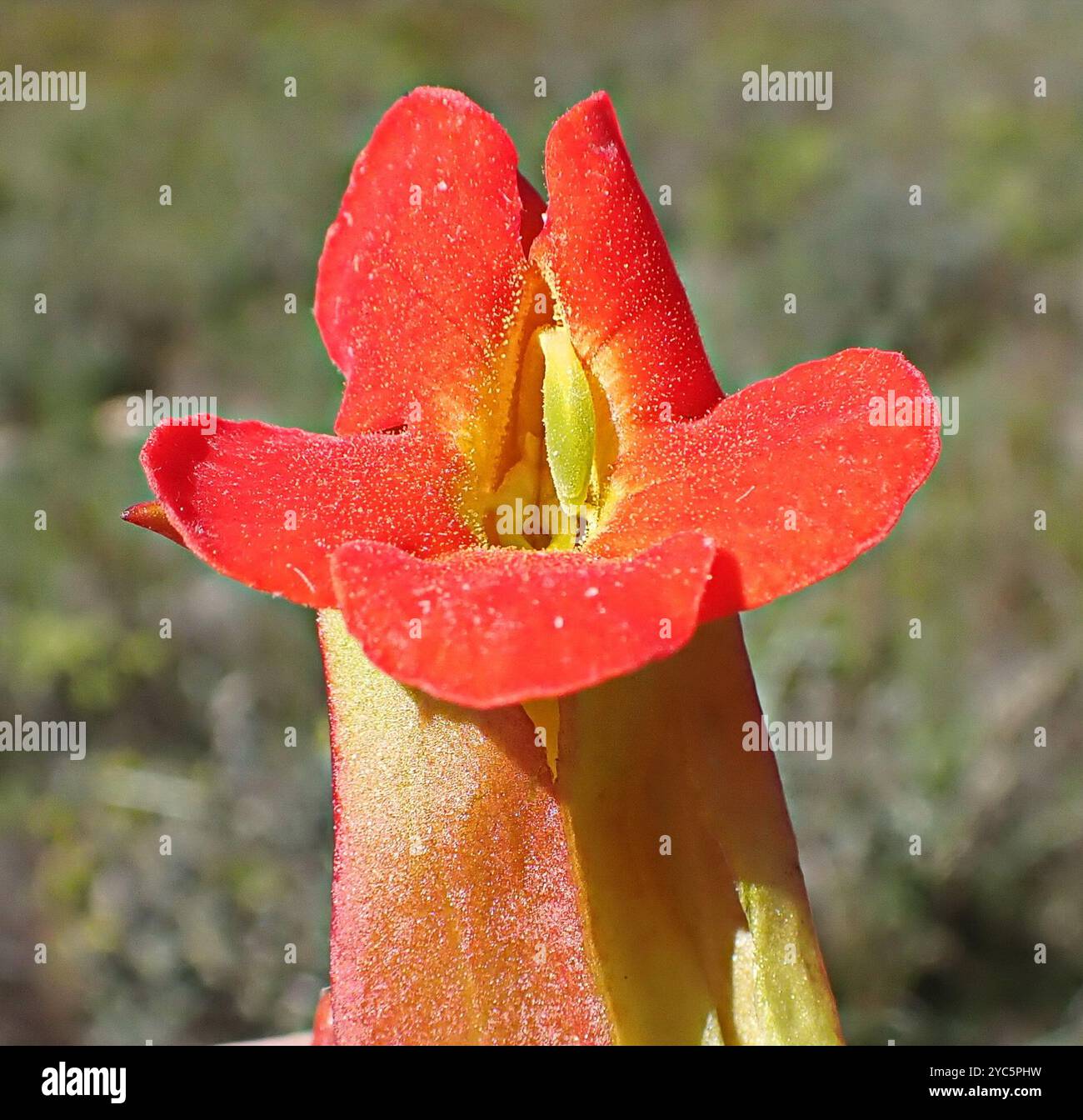 Scarlet Inkflower (Harveya bolusii) Plantae Stock Photo - Alamy