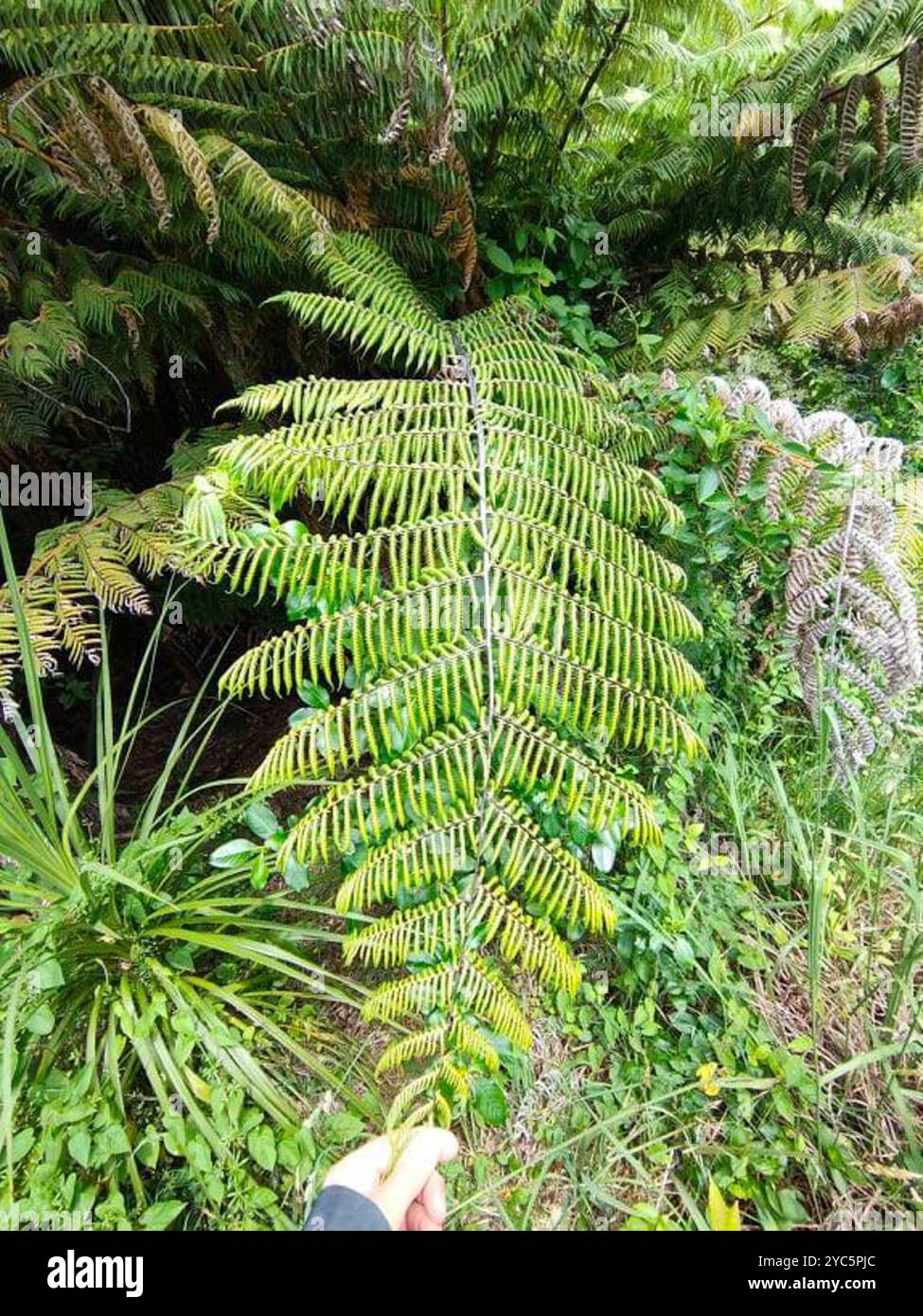 silver fern (Cyathea dealbata) Plantae Stock Photo - Alamy