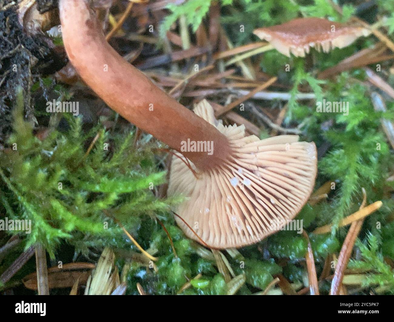 Candy Cap (Lactarius rubidus) Fungi Stock Photo - Alamy