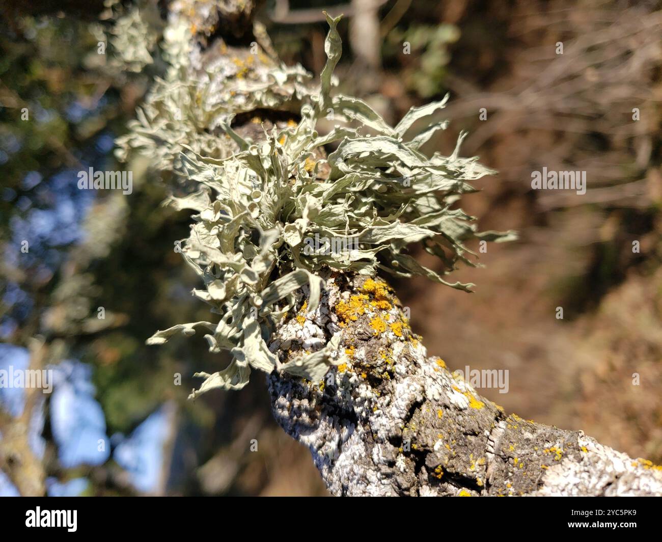 bushy lichens (Ramalina) Fungi Stock Photo - Alamy