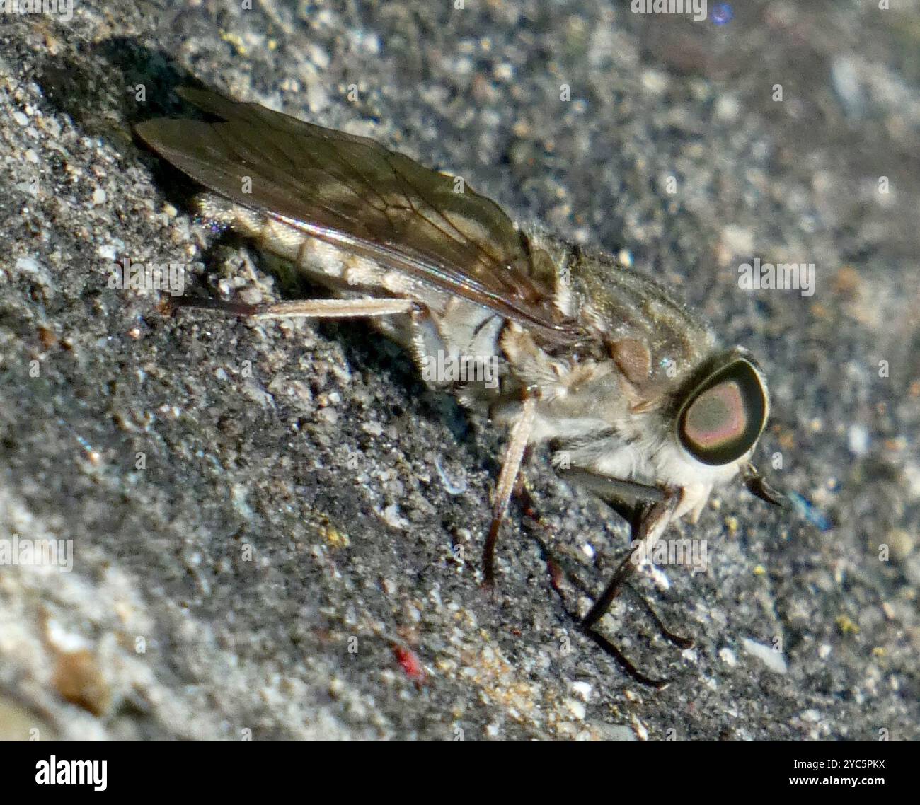Large Marsh Horse Fly (Tabanus autumnalis) Insecta Stock Photo - Alamy